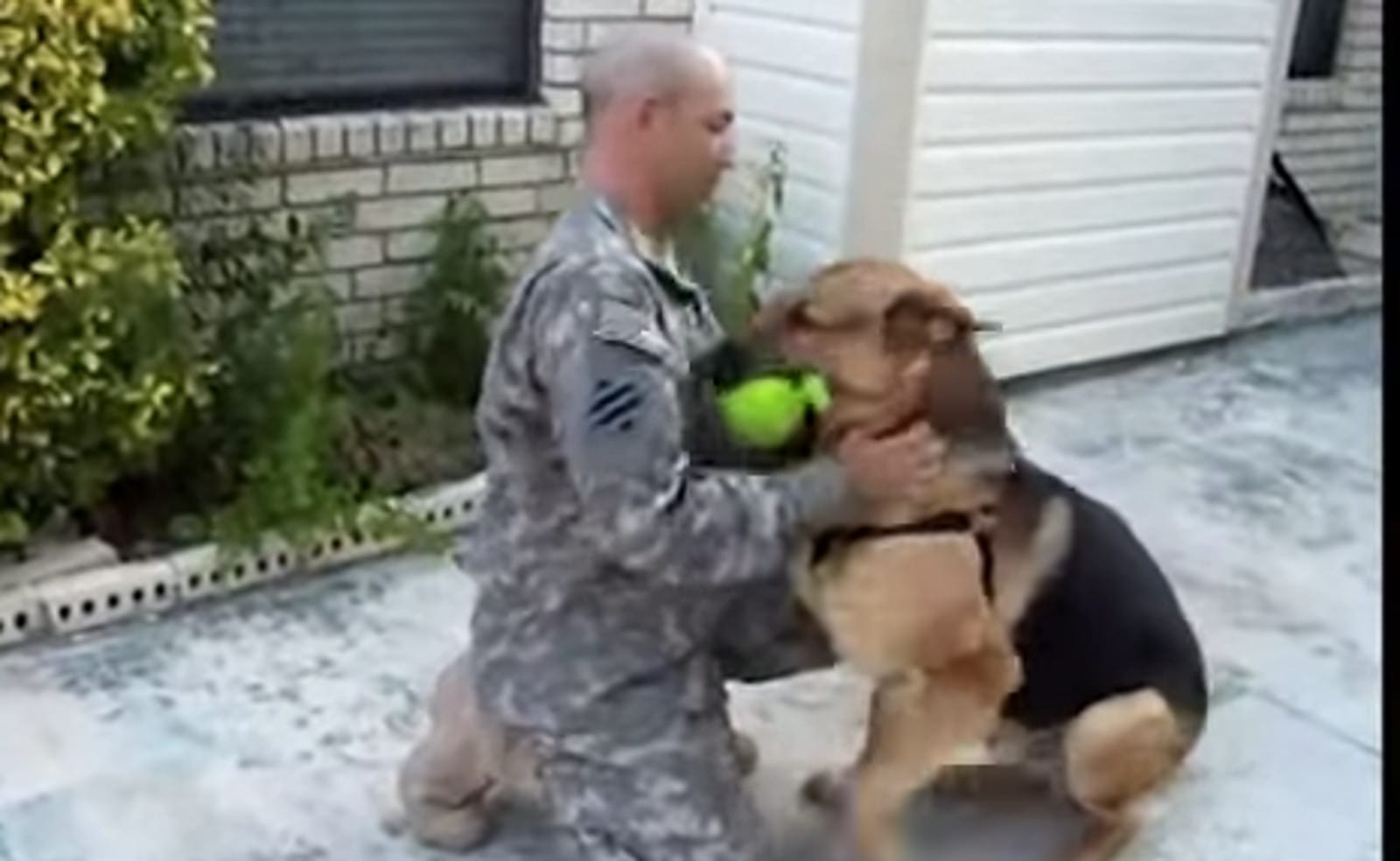 Seeing This German Shepherd’s Surprise When His Soldier Dad Comes Home ...