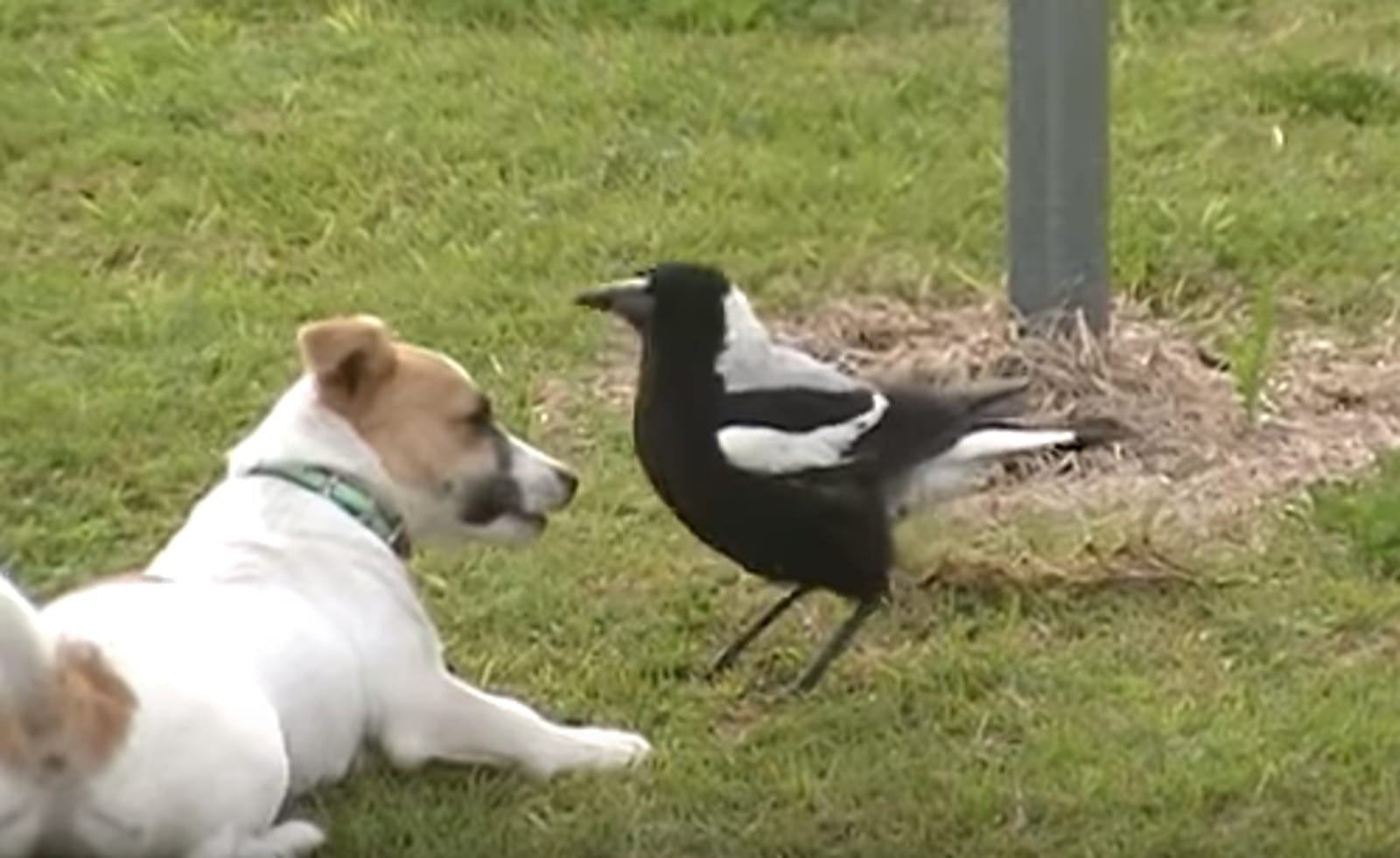 This Dog and Magpie are Best Friends! (VIDEO) – One Green Planet