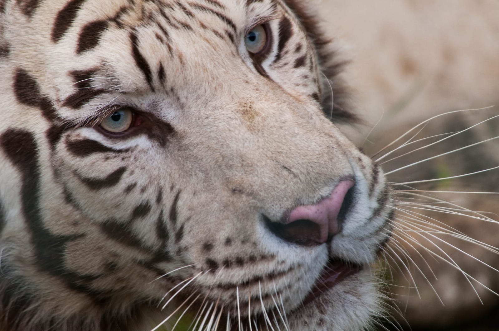 White Tigers Tumblr