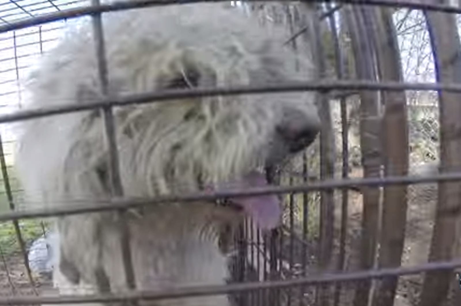 Tootsie the Terrified, Homeless, and Injured Poodle Gets Rescued Before ...