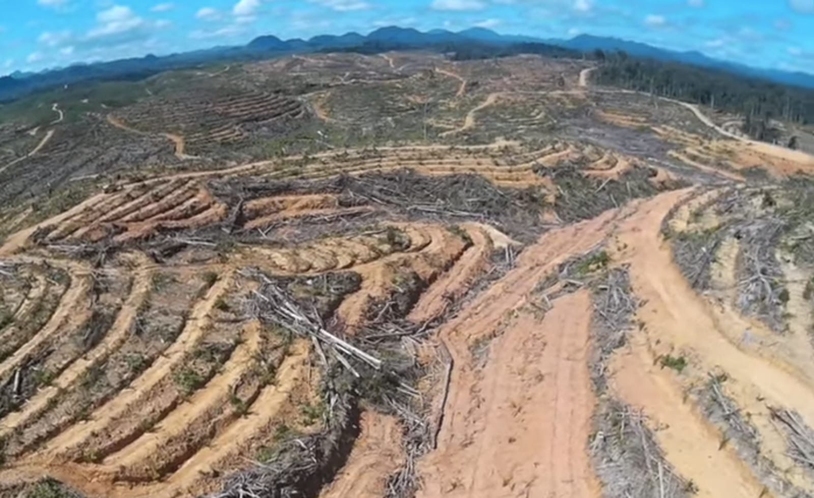 Drone Captures Shocking Footage of Rainforest Destruction Caused by ...