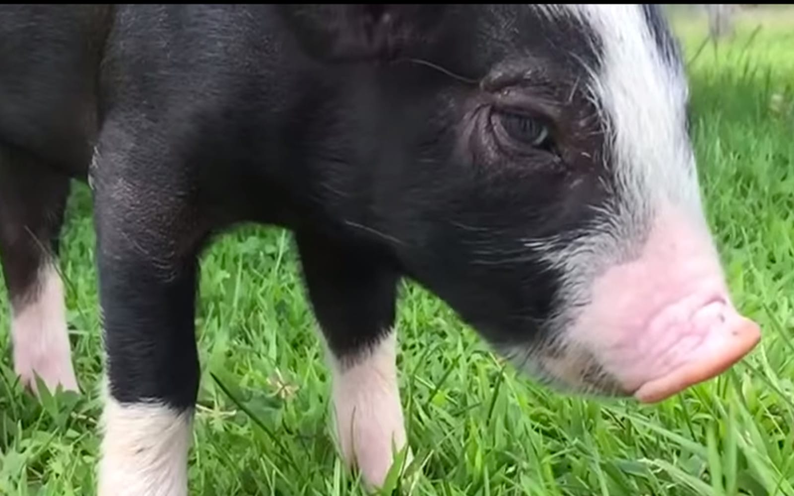 Watching Lexi the Rescued Piglet Frolic in Her Sanctuary Home Will Make ...