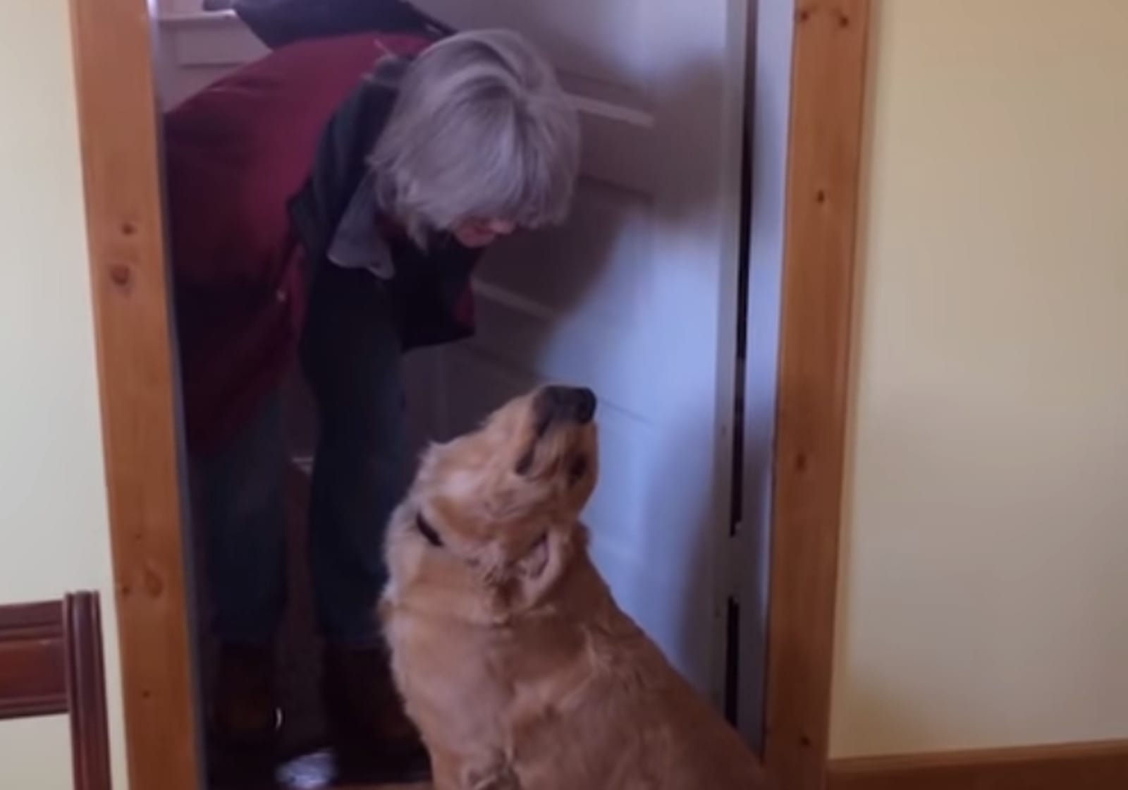 Even Dogs Get Embarrassed by Their Parents! Cute Pup Avoids Mom’s ...