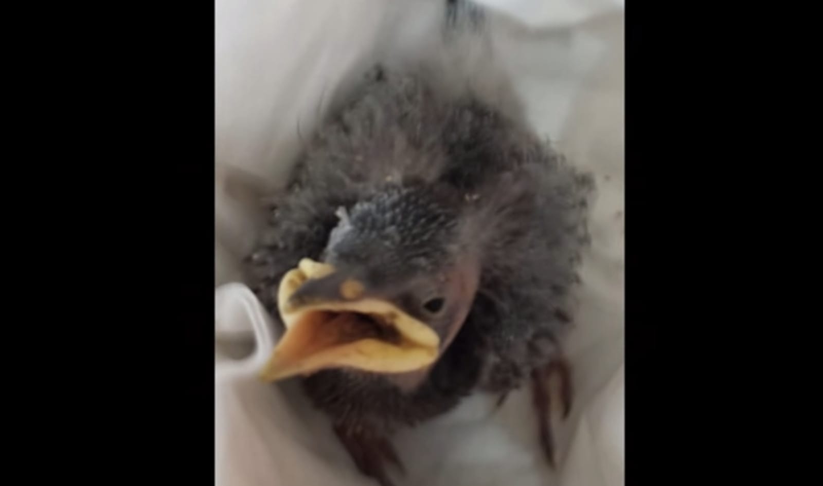 Woman Found an Injured Newborn Bird on the Sidewalk and Did Something ...