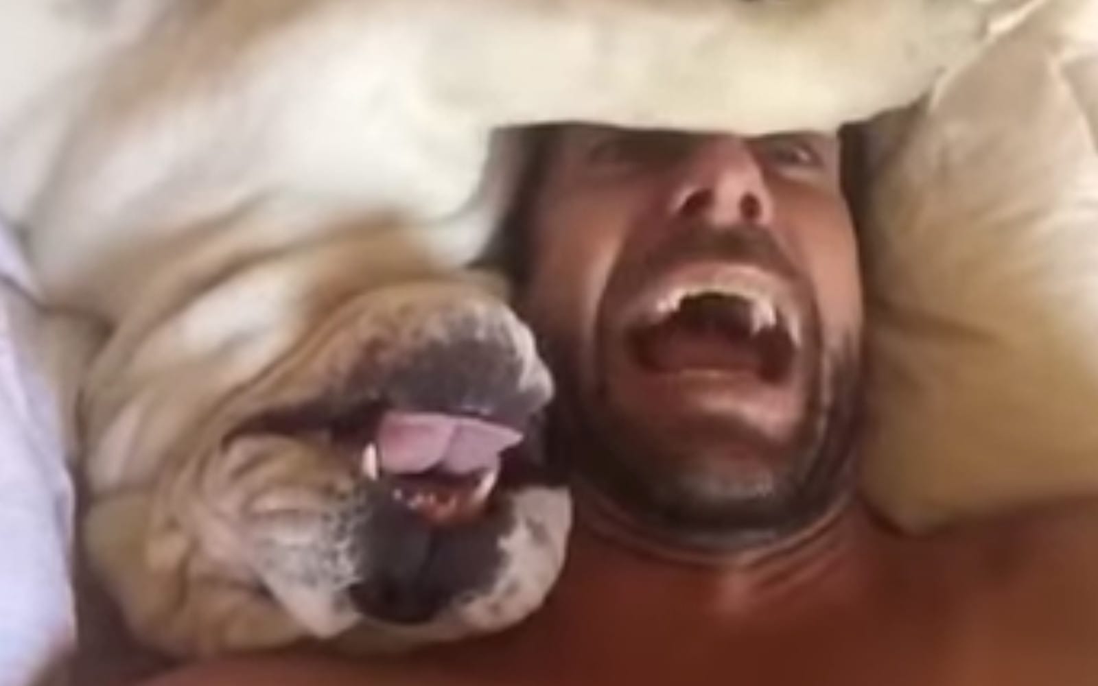 Grumpy Dog Makes Hilarious Sound When His Humans Try to Wake Him Up ...