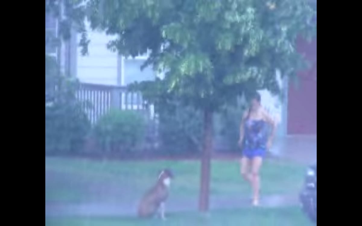 Good Samaritan Rescues Dog From Hailstorm (VIDEO) – One Green Planet