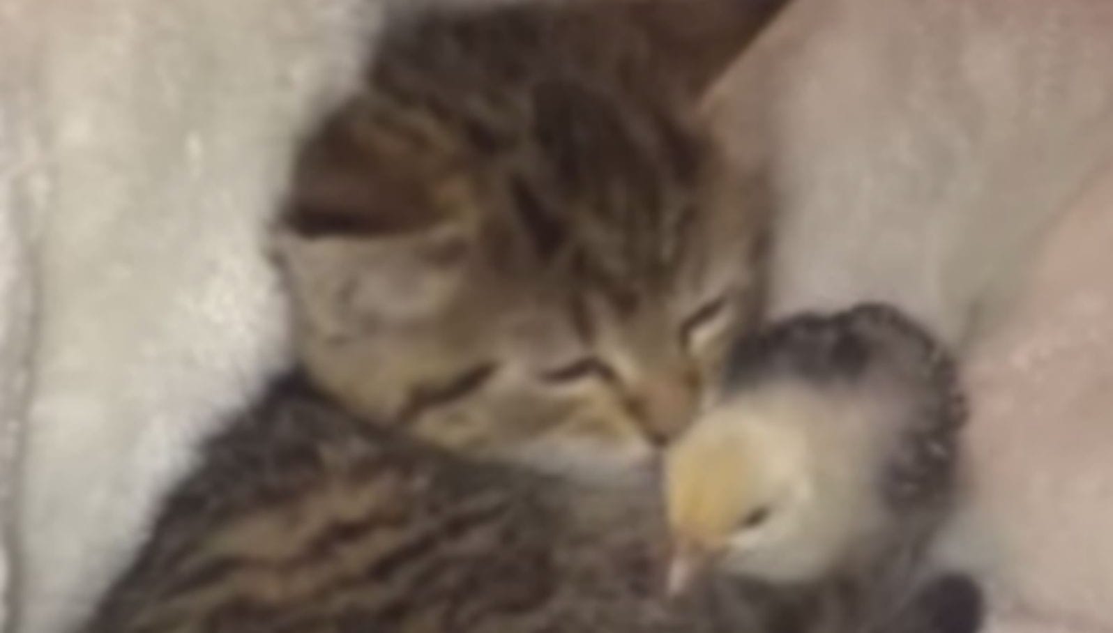 This Baby Chick and Kitten Cuddling May be the Cutest Thing You’ll Ever ...