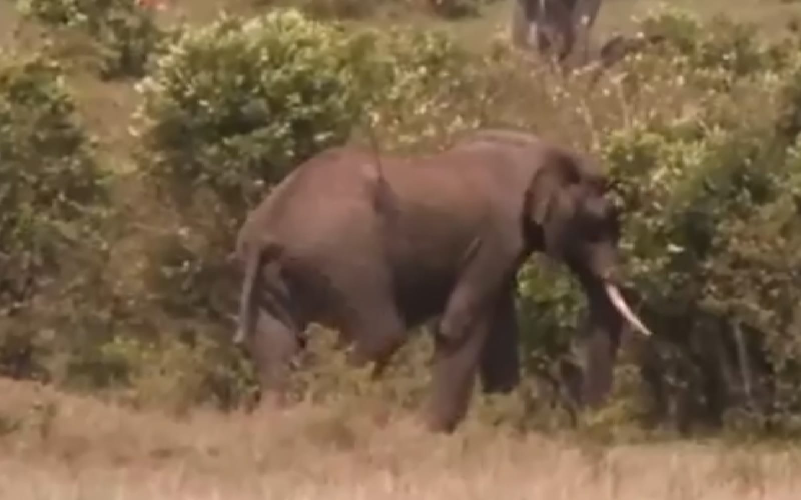 Kind Rescuers Save Wild Elephant From Poaching Attempt (VIDEO) – One ...