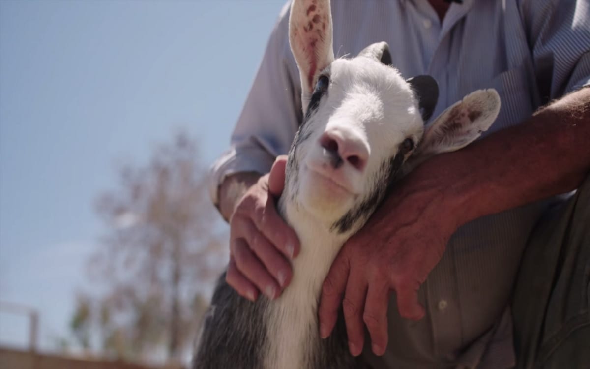 This Amazing Story of a Rescued Blind Goat Will Restore Your Faith in ...