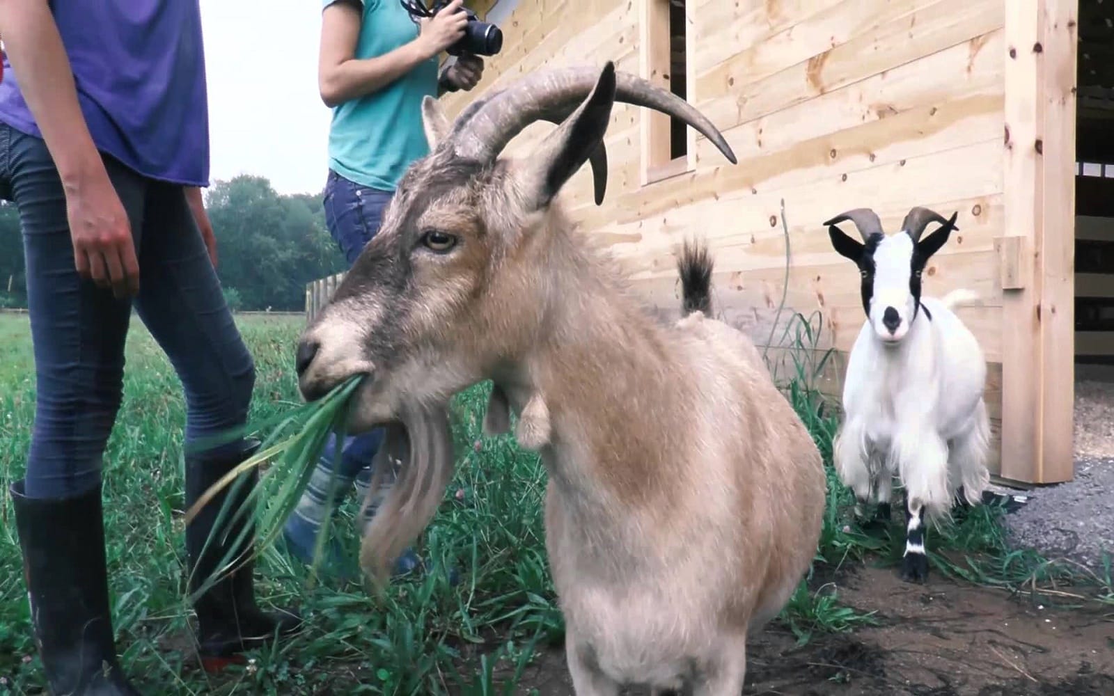 Rescued Goats Move to a Larger Pasture and Have the Time of Their Lives ...