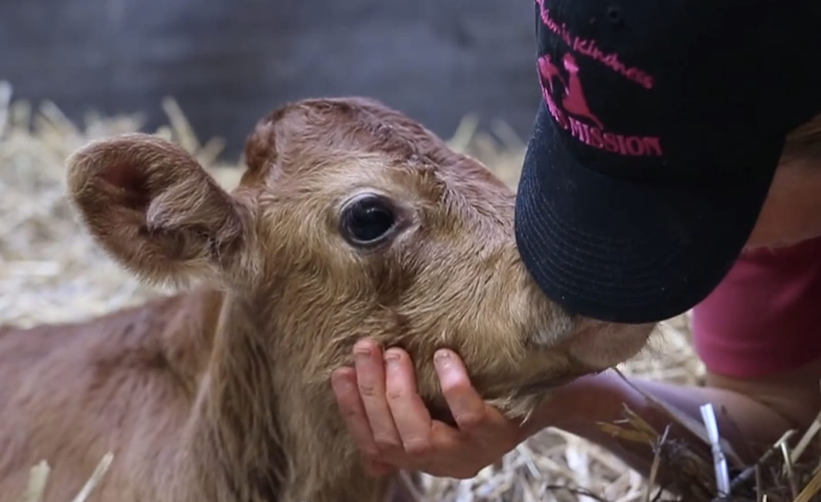 Severely Bowlegged Baby Cow Gets a Second Chance at Life Thanks to ...
