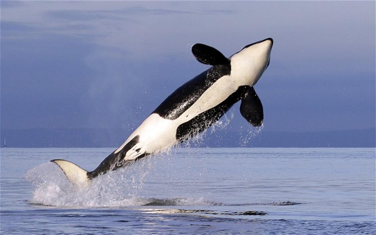 You Won’t Believe This Interaction Between Wild Orca Whales and a Group ...