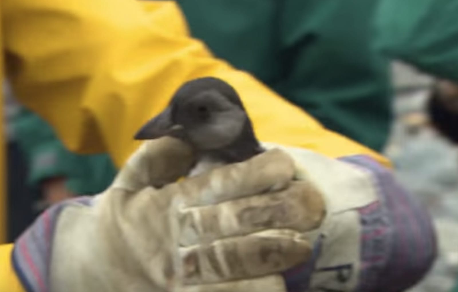 Meet the Amazing Volunteers Who Help Guide Lost Baby Puffins Back Home ...