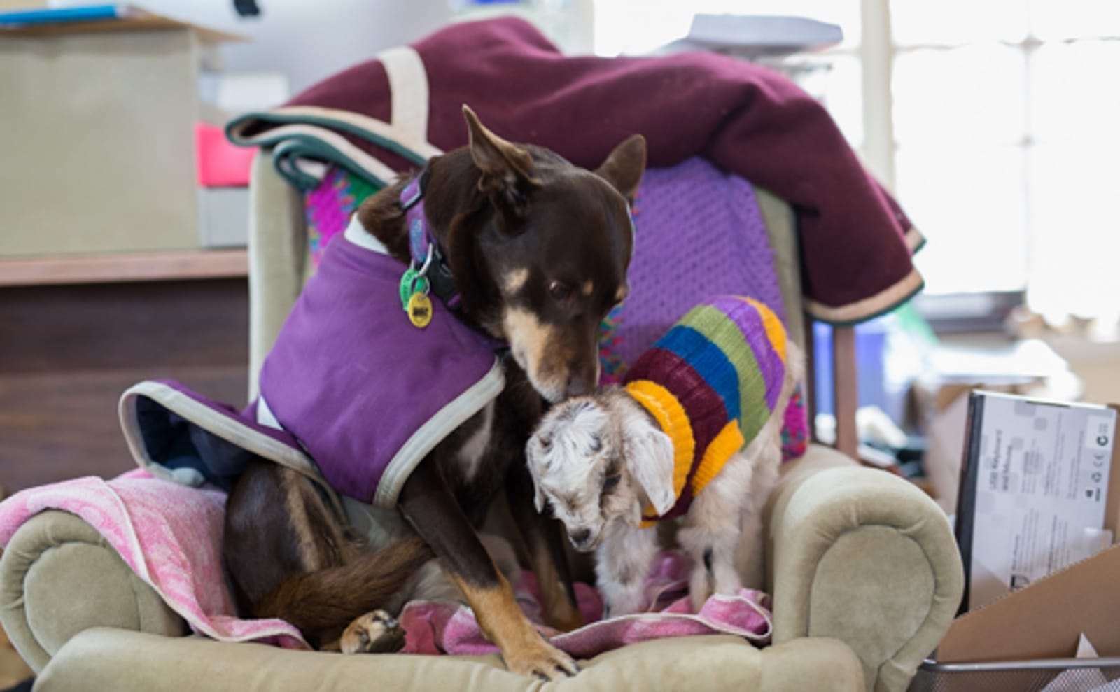 Meet Ruby the Incredible Dog Who is the Ultimate Vet Nurse for Rescued ...