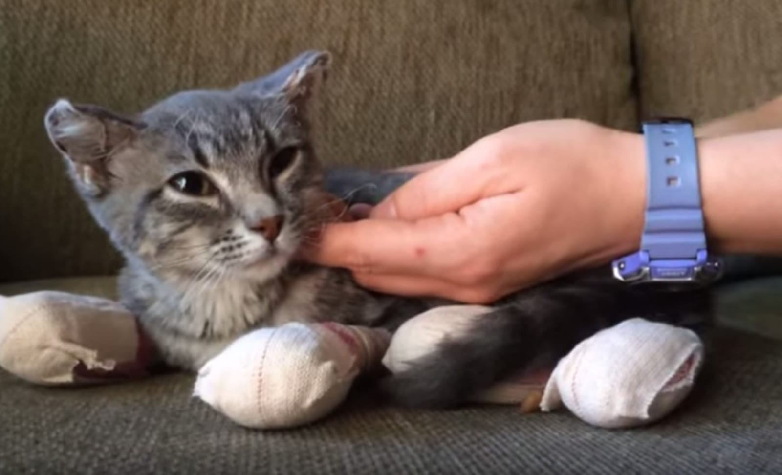 Kitten Rescued From Wild Fire Recovers With the Help of Kind People ...