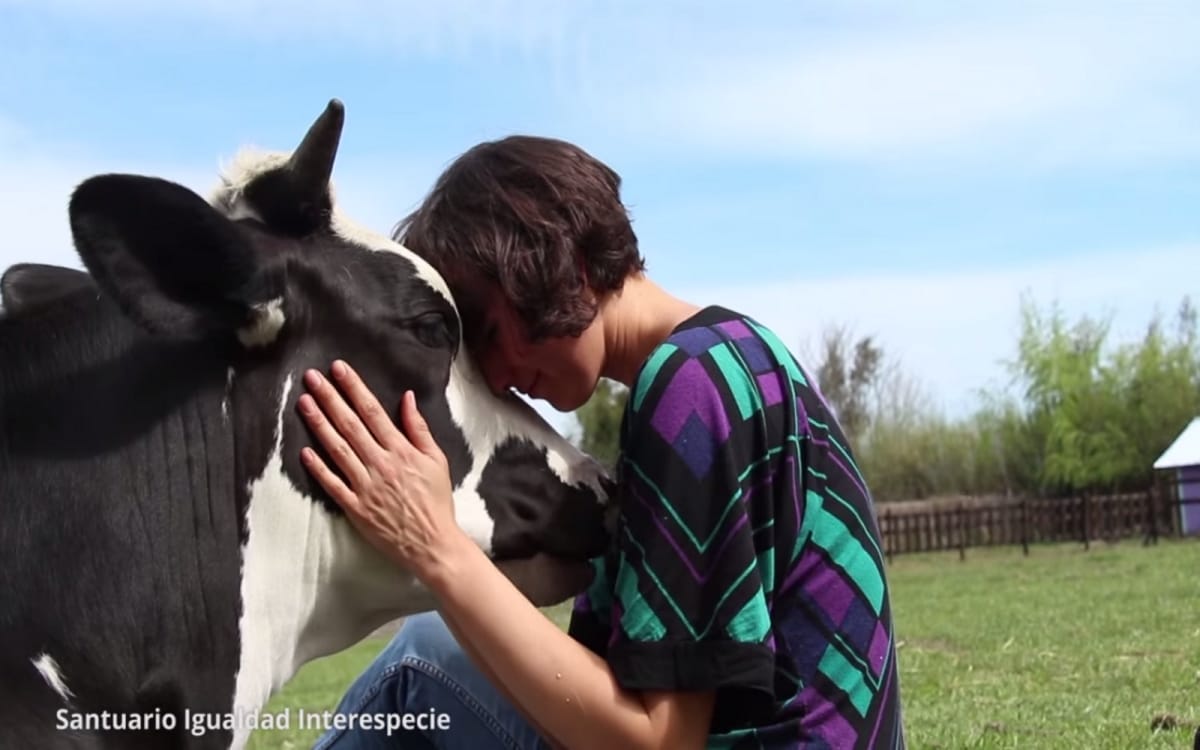 Sweet Rescued Cow Loves Being Groomed By His Human BFF (VIDEO) – One ...