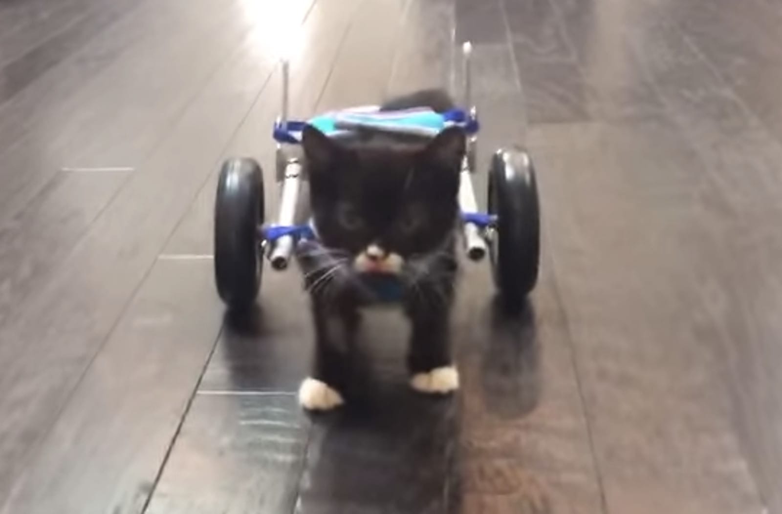 Rescued Two-Legged Kitten Takes First Steps in His New Wheelchair ...