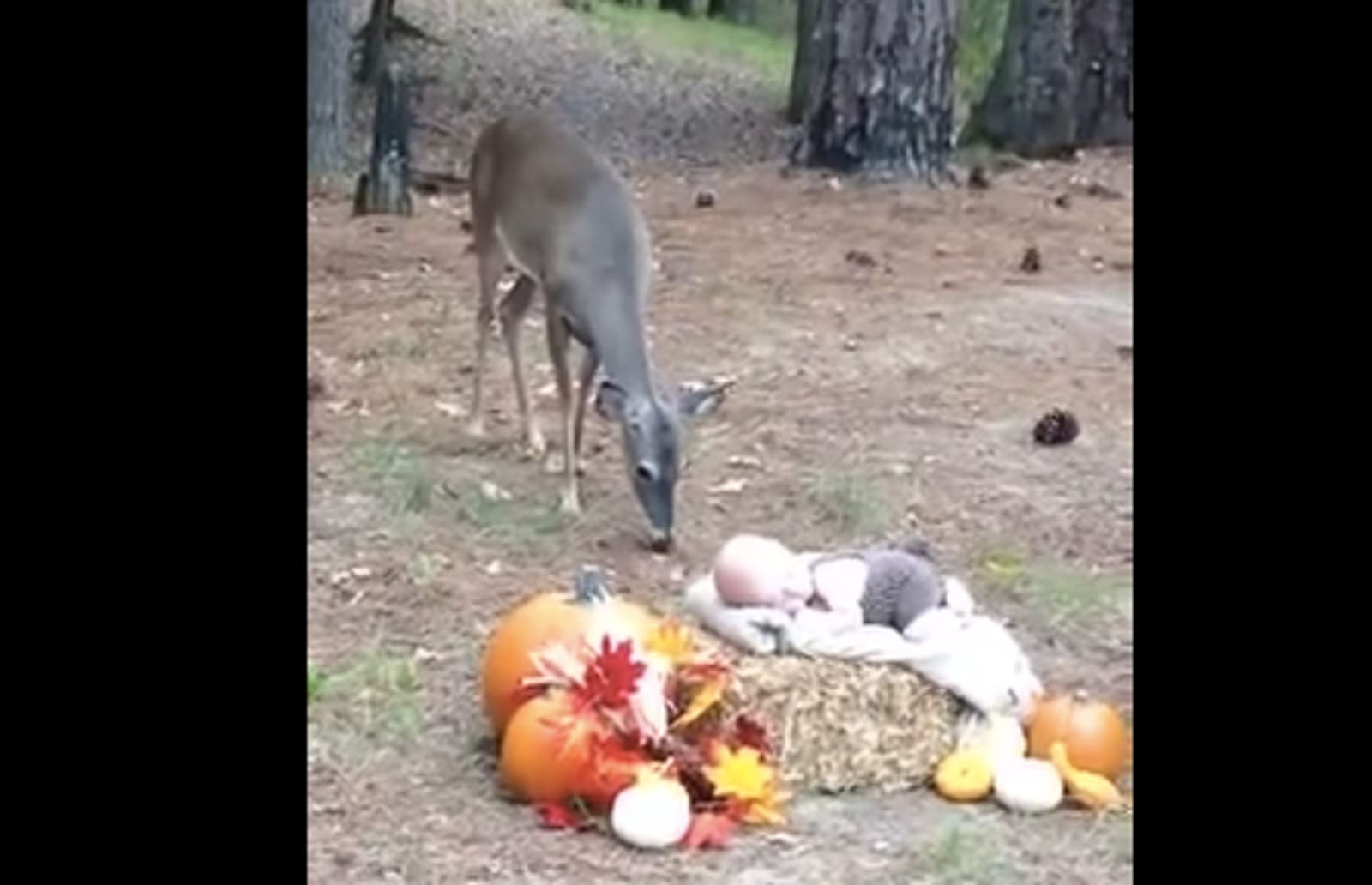 Curious Deer Pulls Off the Most Epic Photobomb of Newborn Baby’s Photo ...