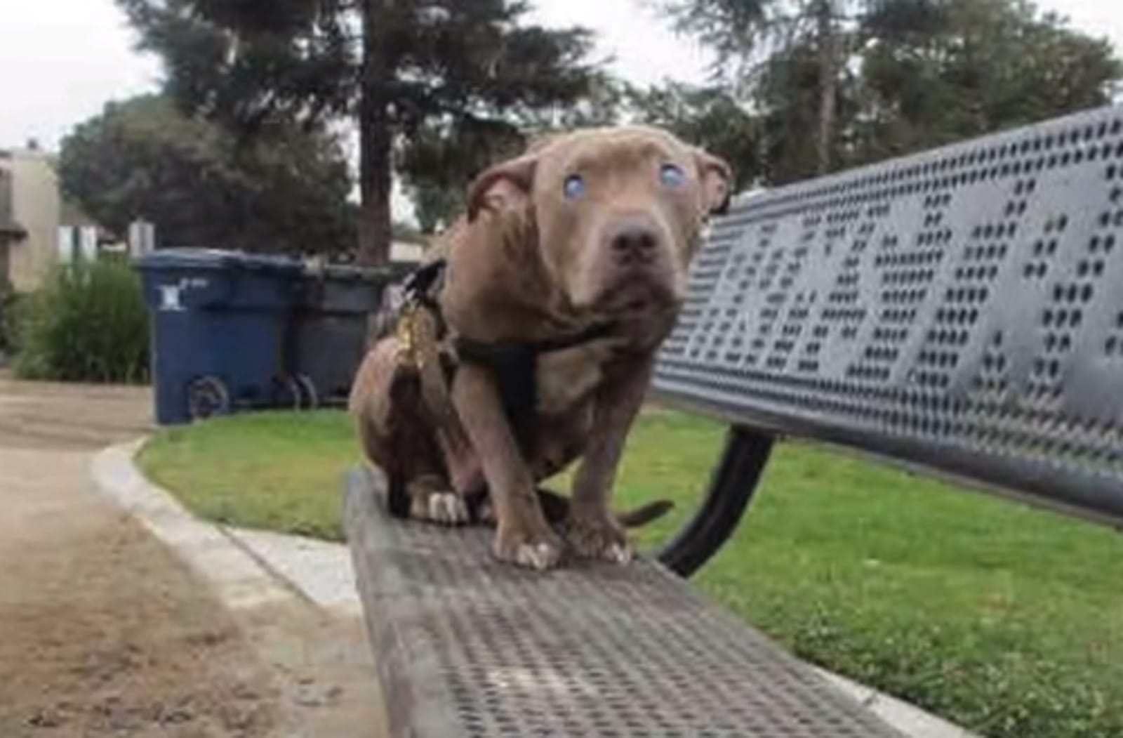 Blind Pit Bull Abandoned on a Park Bench Was Too Scared to Move. Now ...