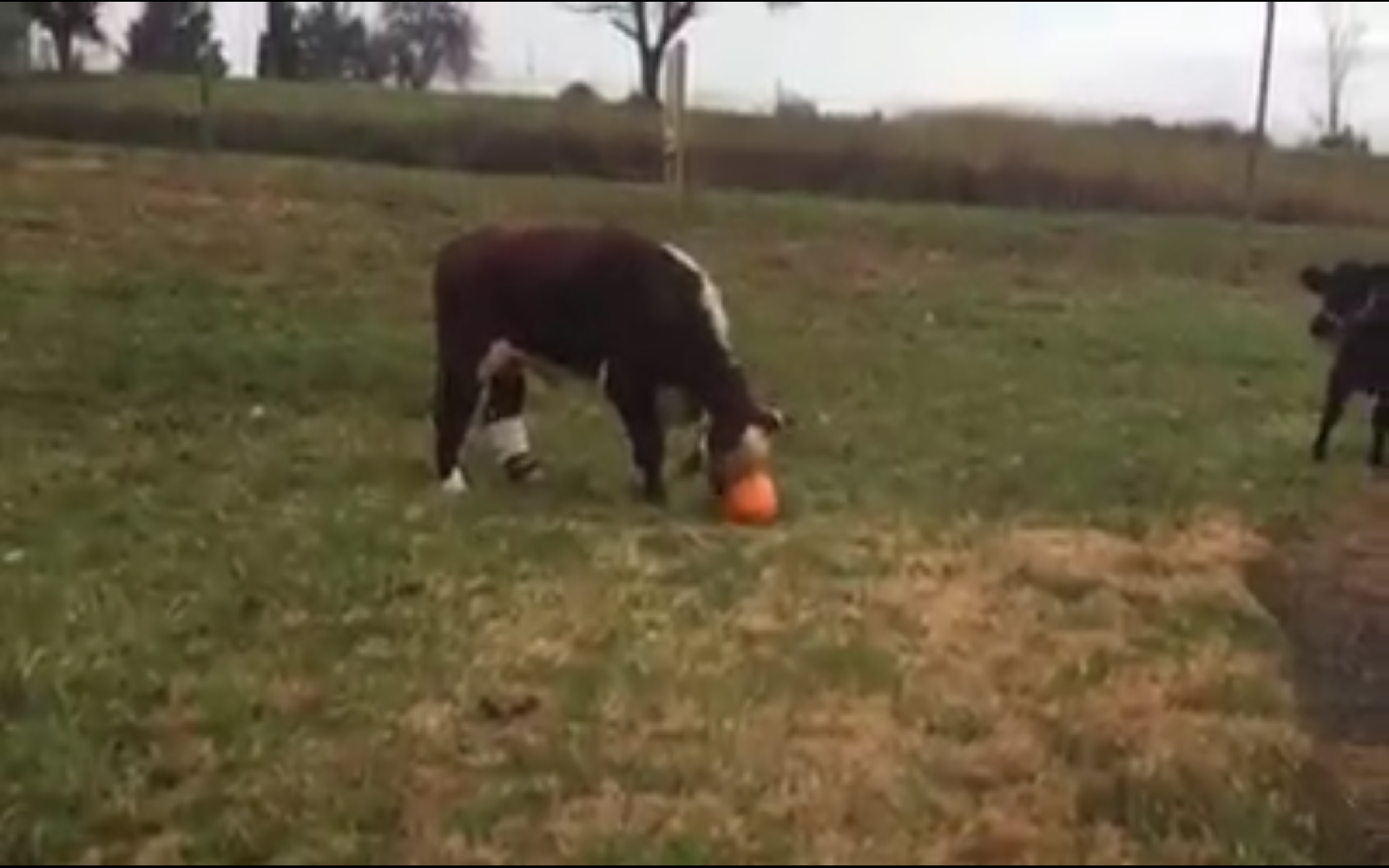 Adorable Video of Rescued Cows Playing With Pumpkins Shows Us What Life ...