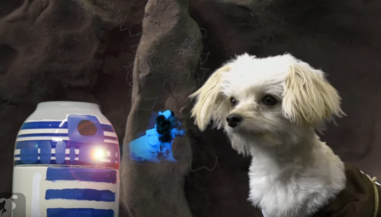 The Force Is Strong In This Hilarious ‘Star Paws’ Trilogy Featuring ...