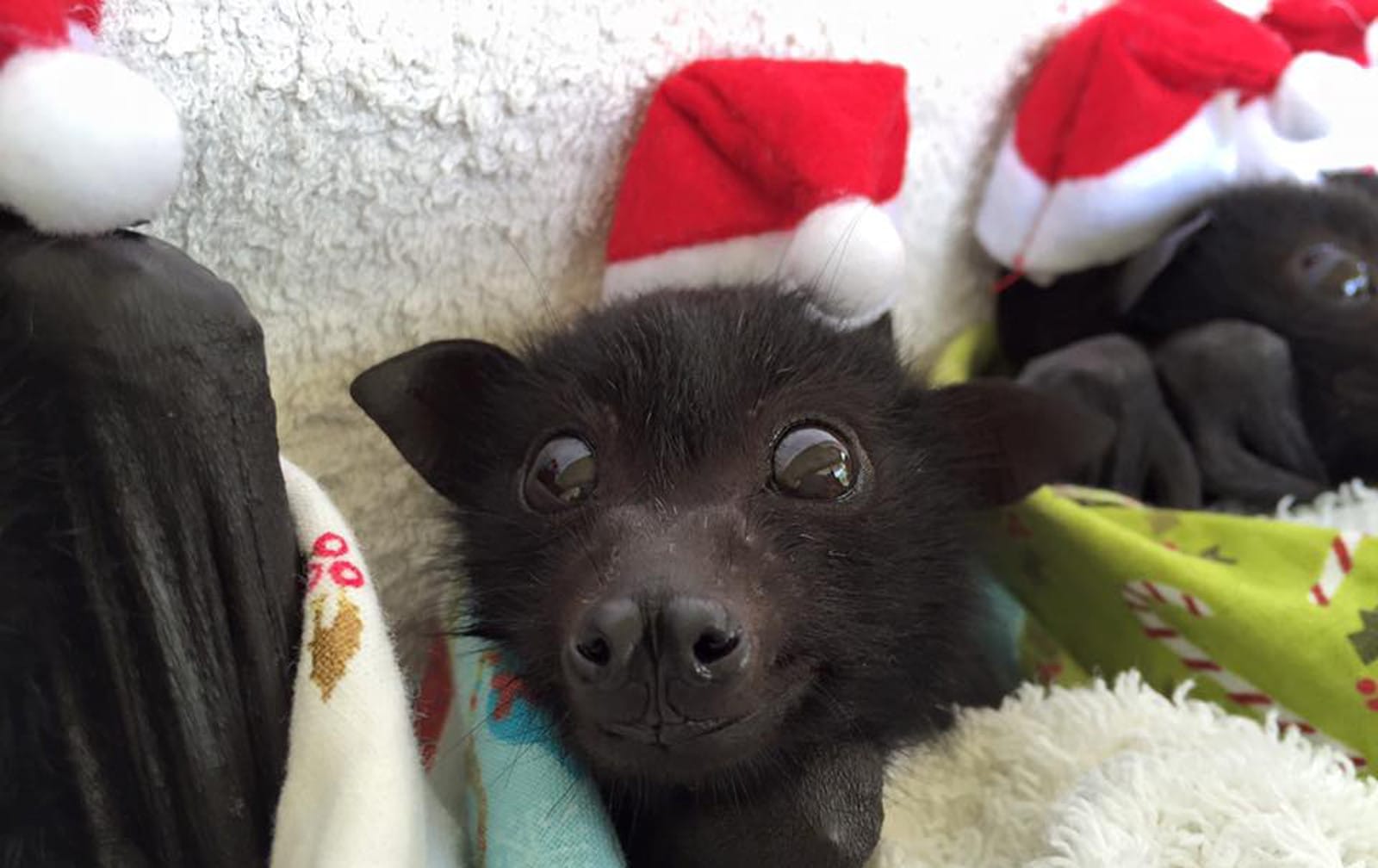 Rescued Bats Share a Heartwarming Holiday Message with the World [VIDEO ...