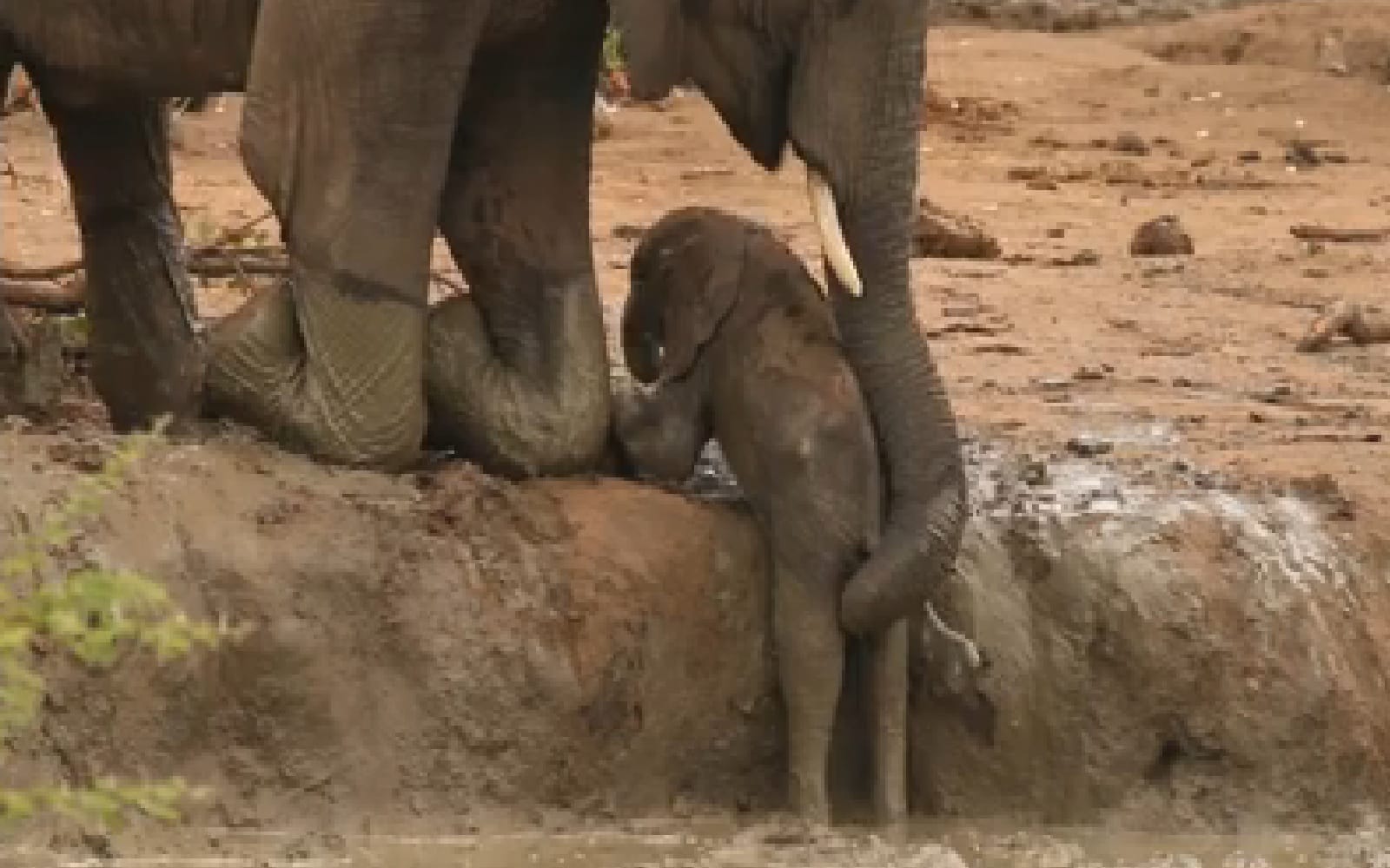 Momma Elephant Helps Muddy Baby Get Out of Watering Hole (VIDEO) – One ...