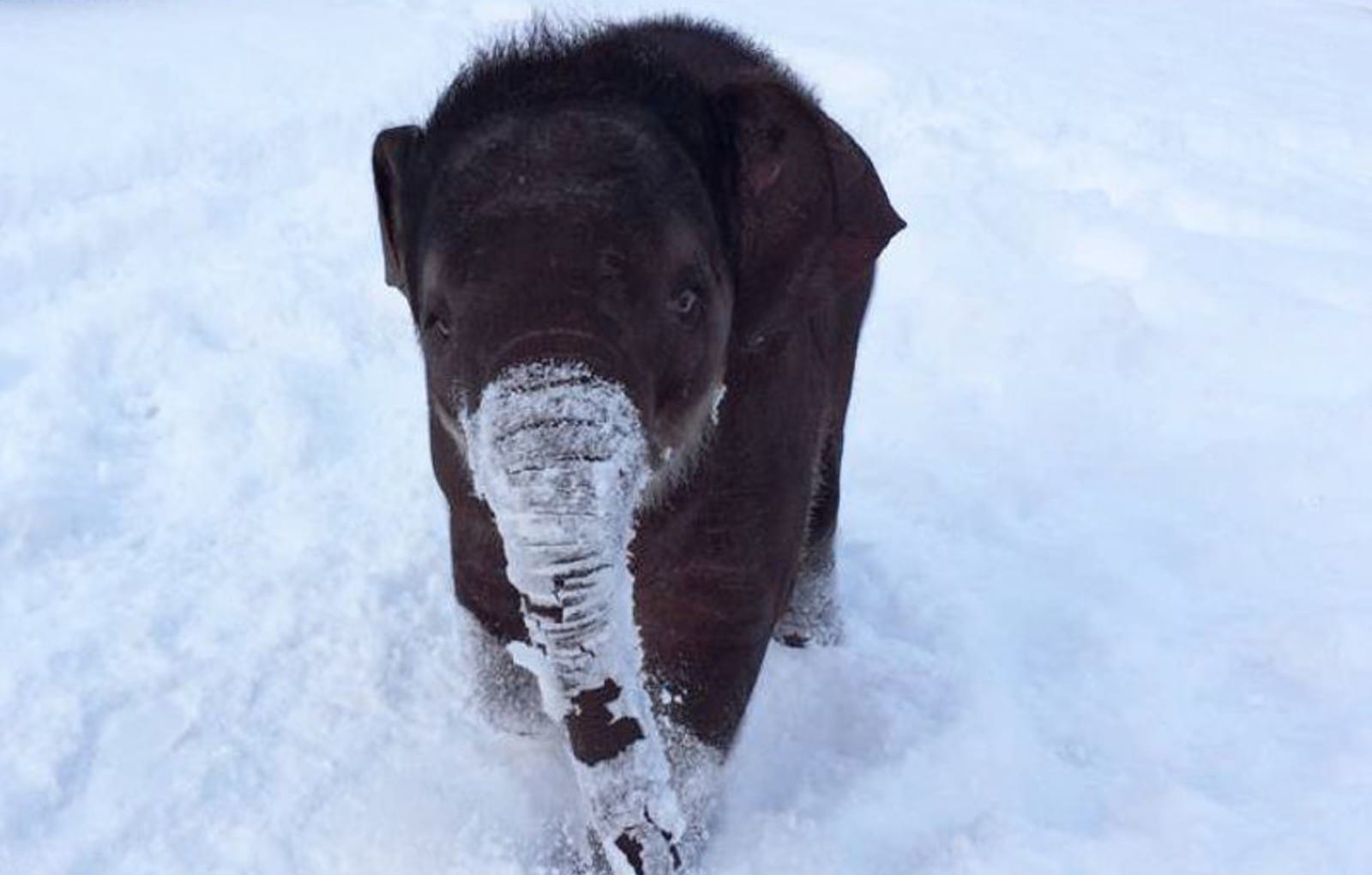 The Day the Elephants Met Snow: A Story of Wonder, Joy, and Love – New ...