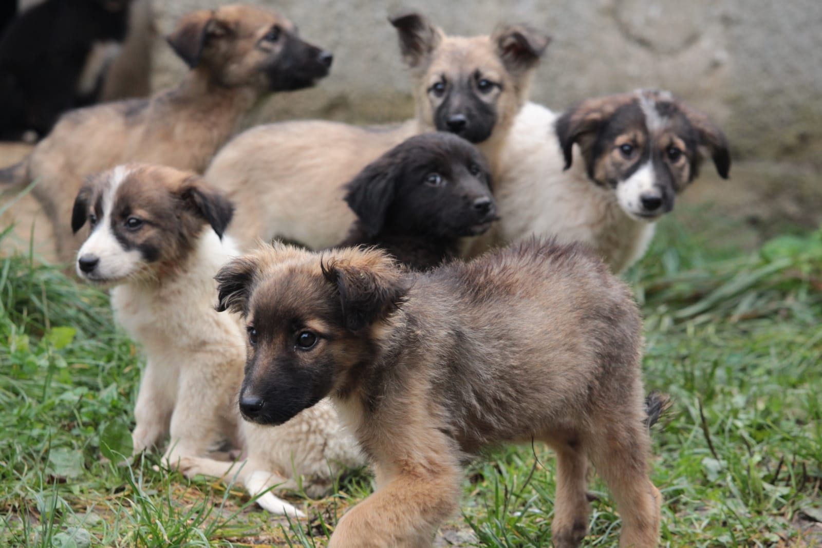 What Is A Bosnian Dog