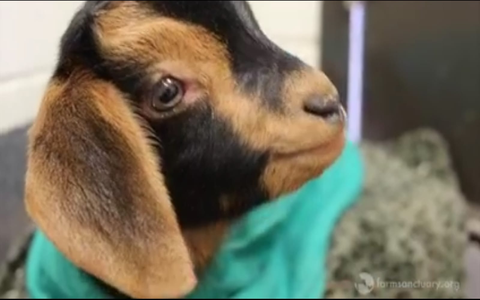 Sweet Goat Hops Around Her Sanctuary Home in the Cutest Way Possible ...