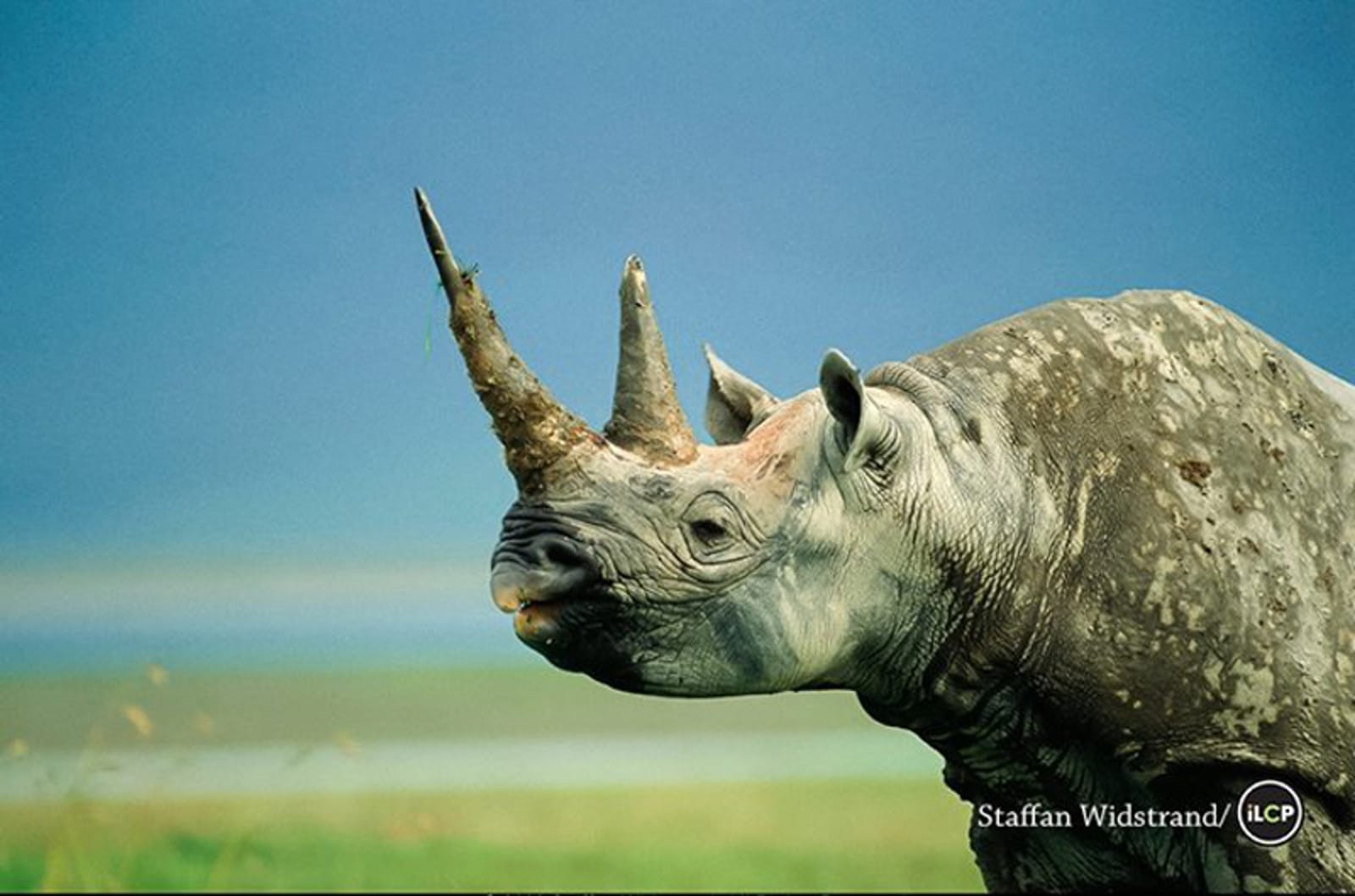 Dead Rhino In White Pen