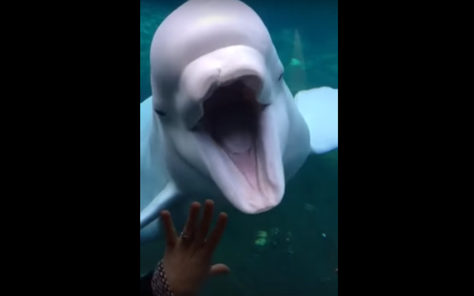 Beluga Whale Smiling