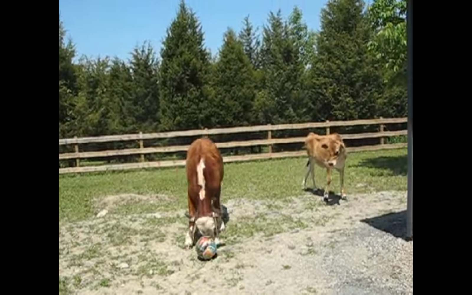 Sweet Cows Play With a Ball Like a Puppy! (VIDEO) – One Green Planet