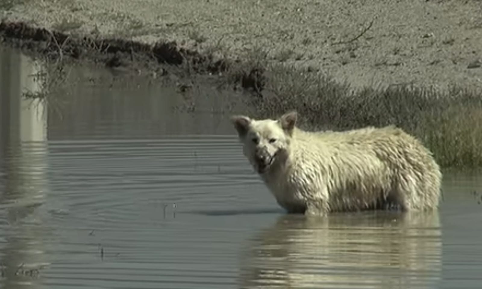 German Shepherd Abandoned in the Desert Finally Gets Rescued After Four ...