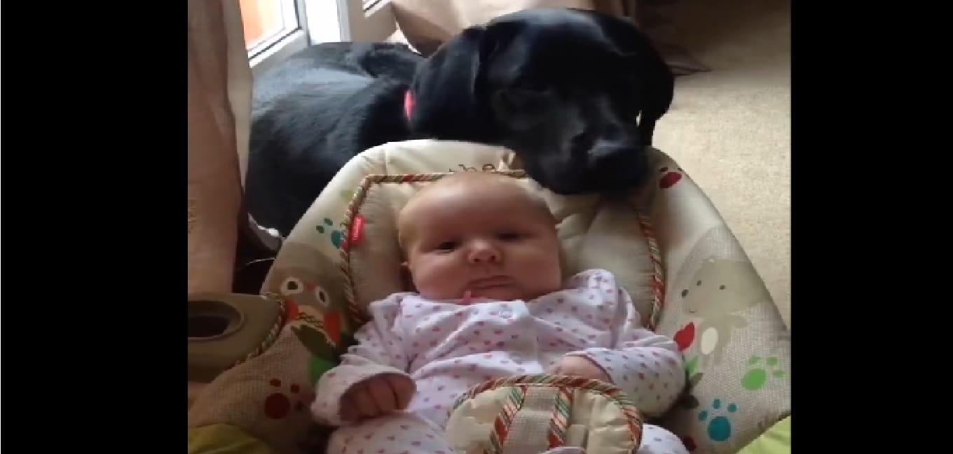 World’s Best Nanny Dog Soothes Baby to Sleep Without Even Trying (VIDEO ...