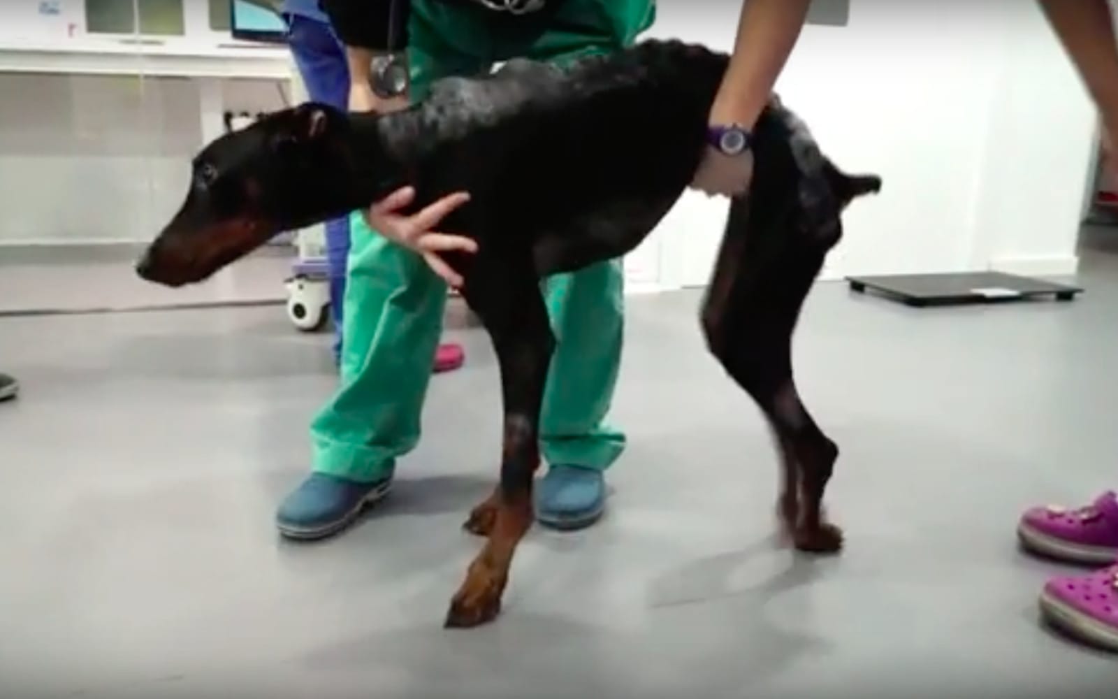Starving Dog Abandoned in Garbage Dump is Learning to Walk Again Thanks ...