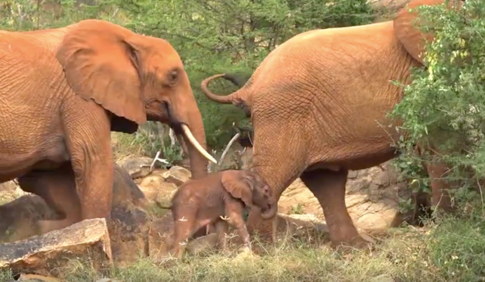 Baby Elephant Tries to Keep Up With Mom as He Takes His First Steps ...