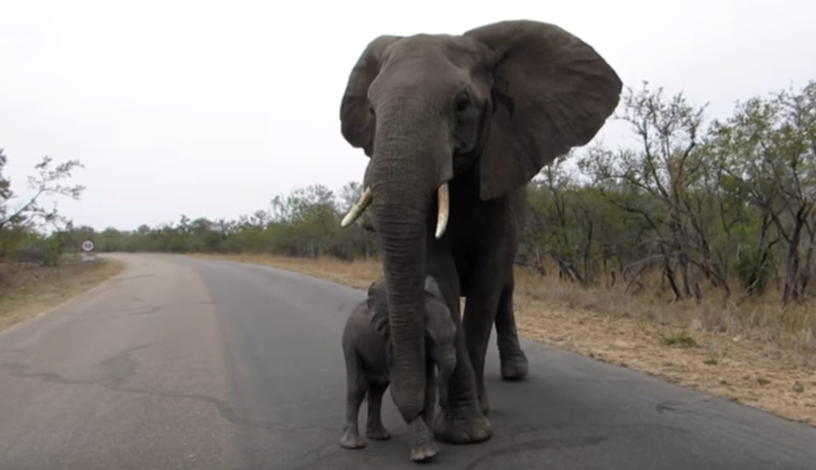 Hilarious Moment When Mama Elephant Teaches Her Baby Not to Talk to ...