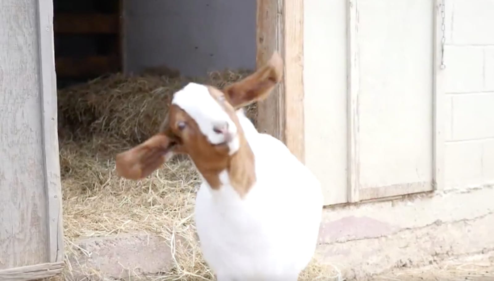 Blind Baby Goat Gets a Seeing Eye Buddy! (VIDEO) – One Green Planet