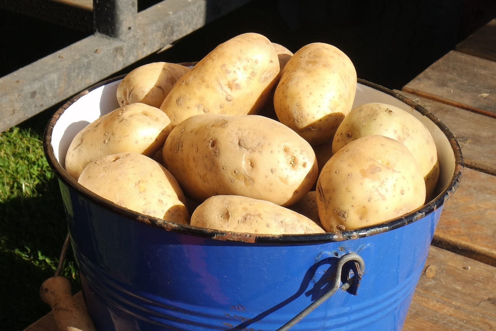Grow Potatoes In A Bucket How To Plant Potatoes In Containers Oak