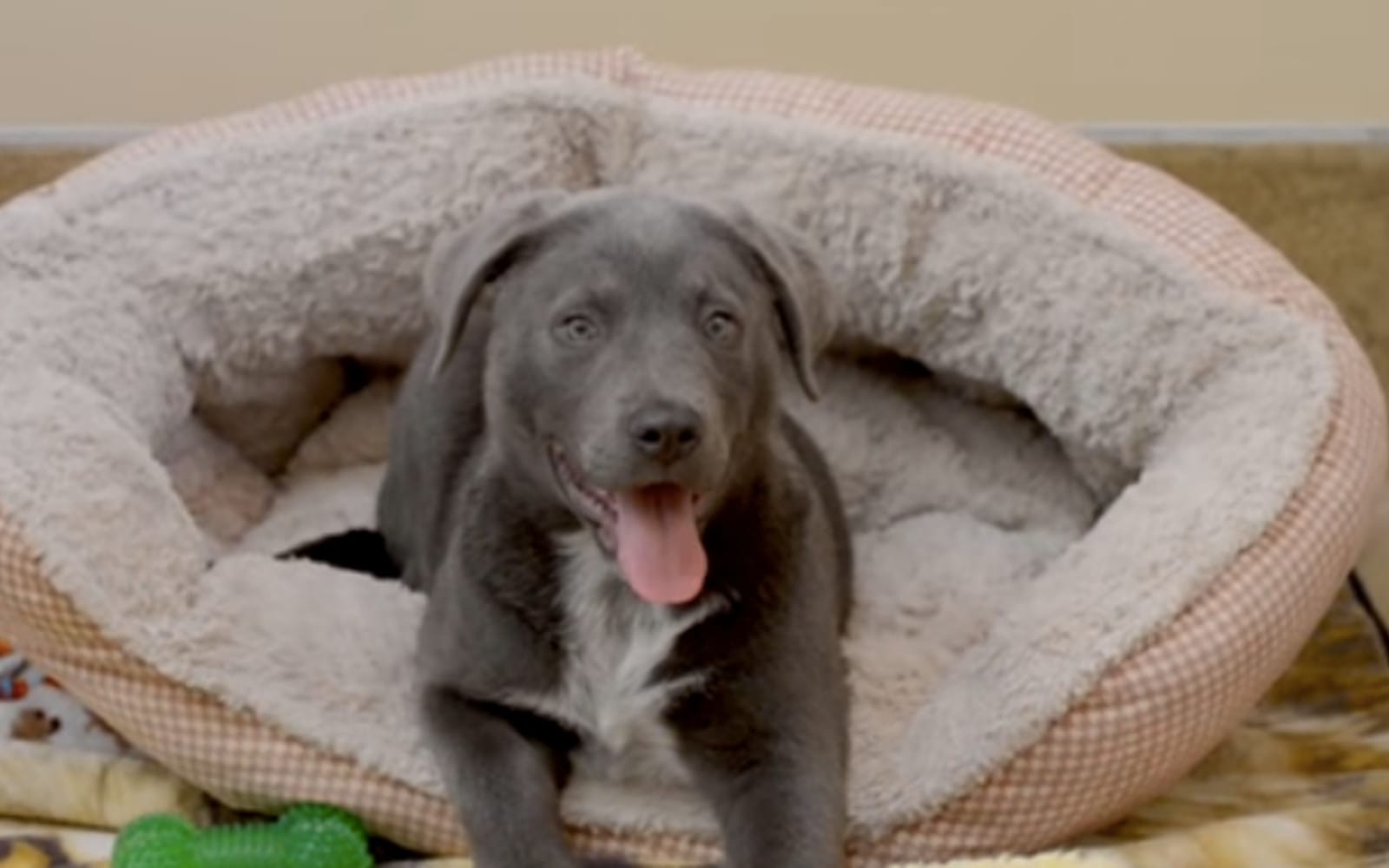 Puppy Born Without Back Feet Gets Adopted! (VIDEO) – One Green Planet