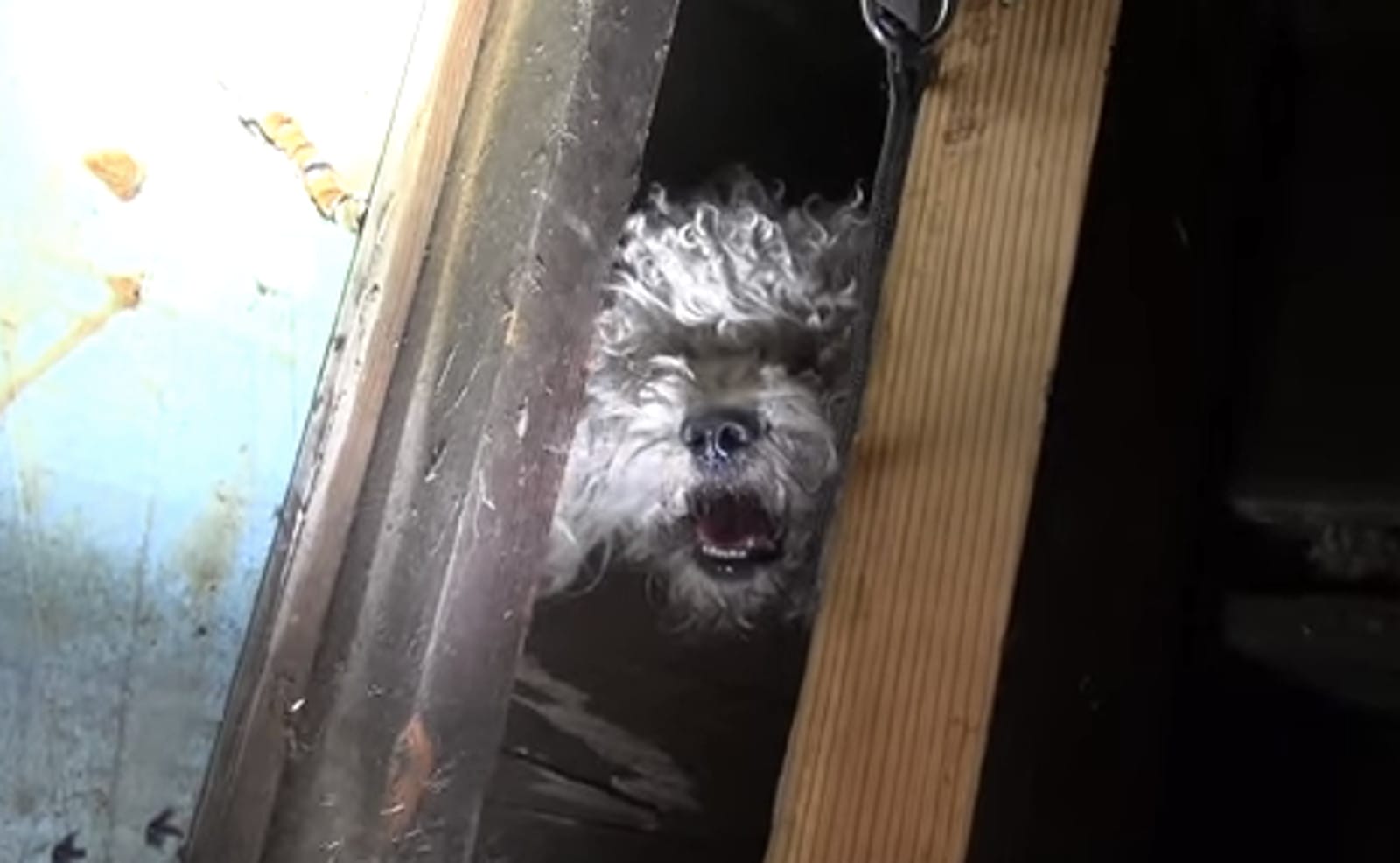 Rescued Homeless Poodle Learns to Trust Humans Again (VIDEO) – One ...