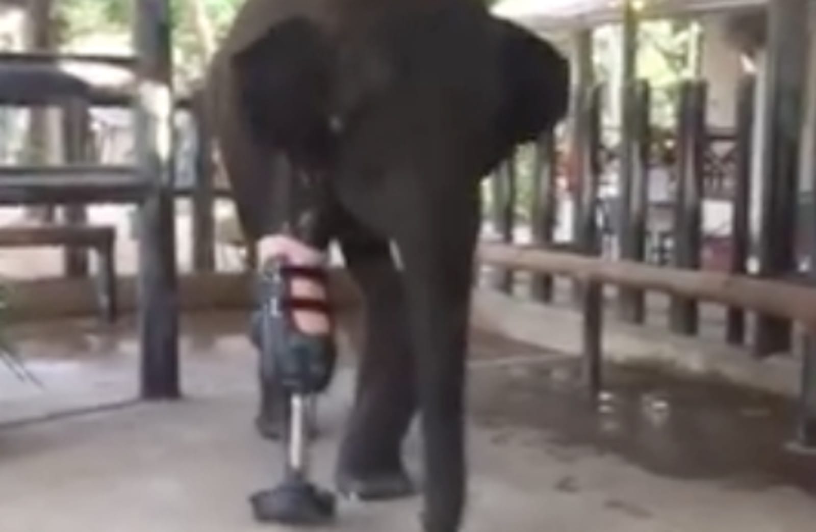Sweet Elephant Who Lost Her Foot to a Landmine Gets a New Prosthetic ...