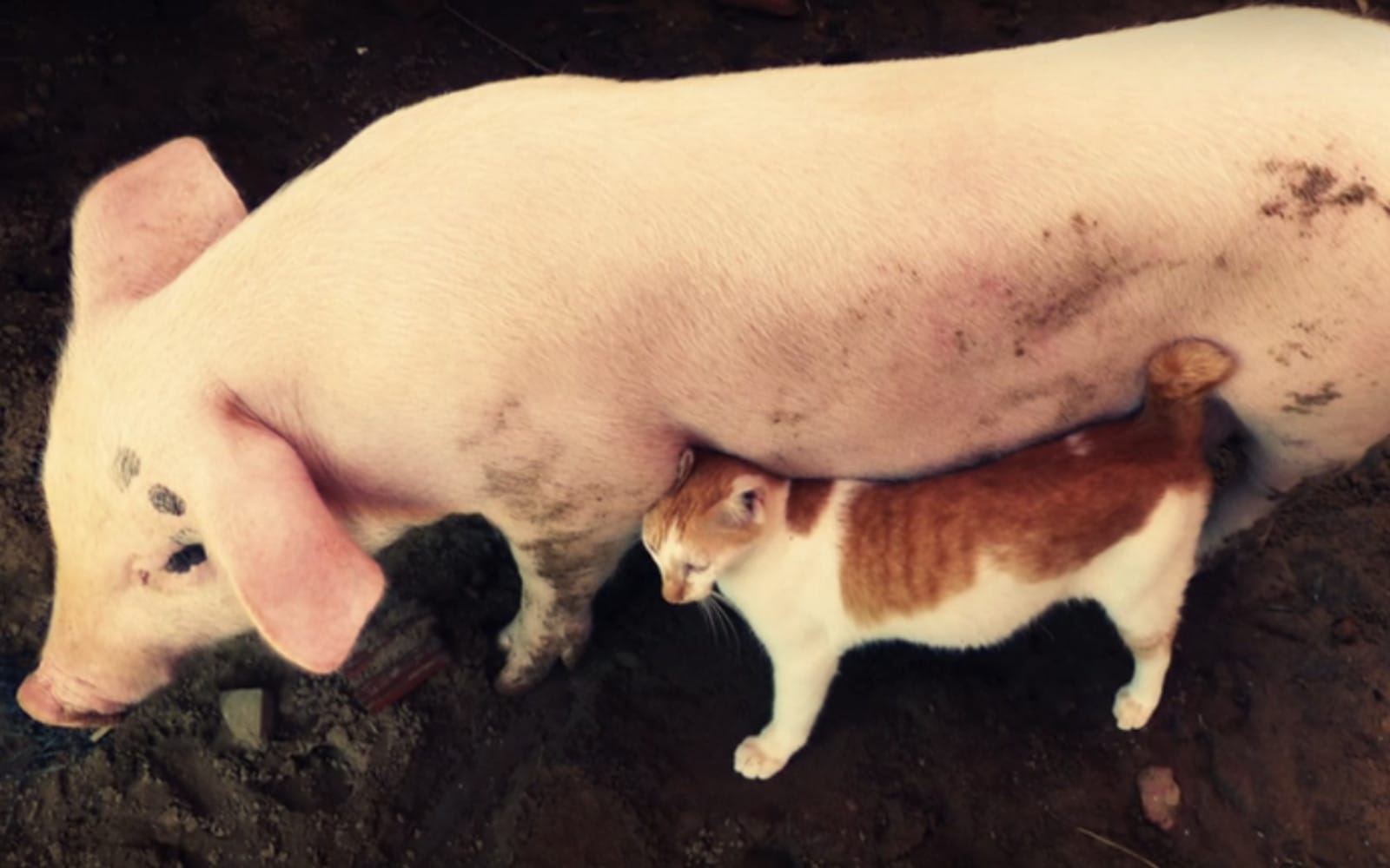 This Amazing Woman Rescued a Piglet From Slaughter and Loves Him More ...