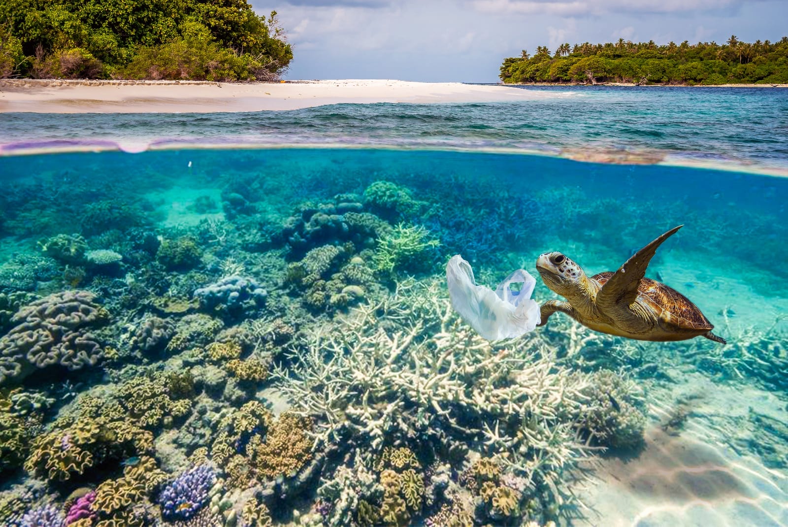 Plastic In Ocean Animals