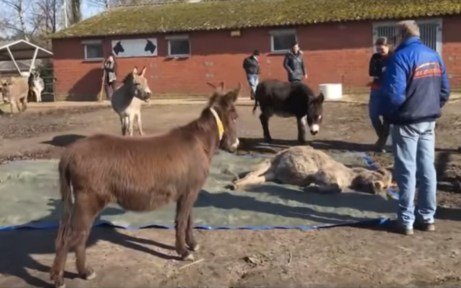 Heartbreaking Video Shows Donkeys Mourning the Death of a Friend – One ...
