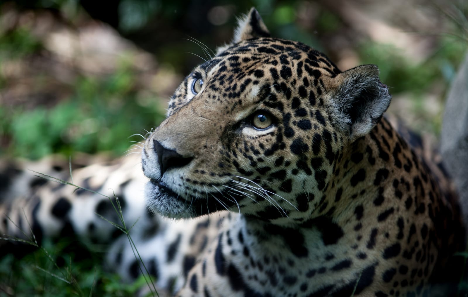 Jaguars In The Rainforest Natural History