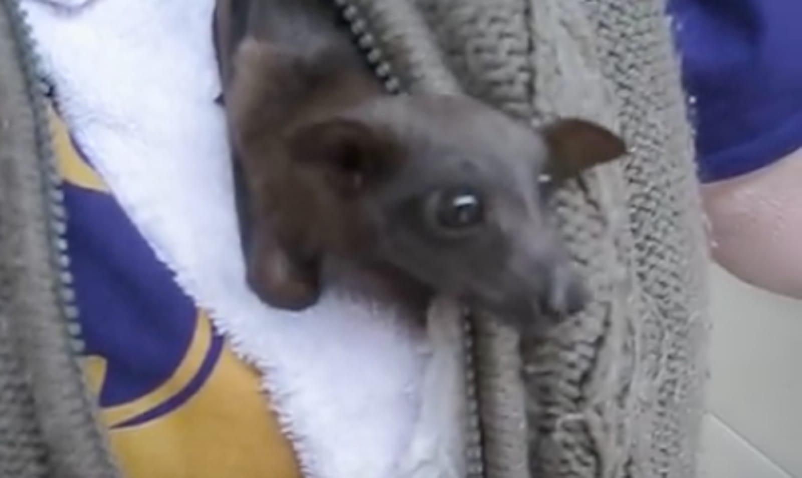 Rescued Baby Bat Doesn’t Have a Mom to Keep Him Warm, So His Caretaker ...