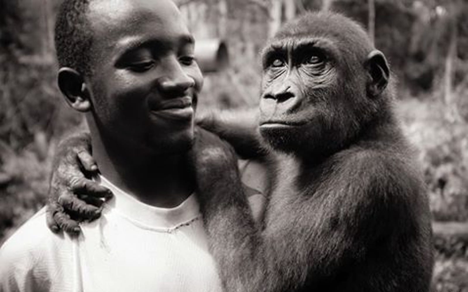 Stunning Image Shows the Beautiful Bond Between Ape and His Kind ...