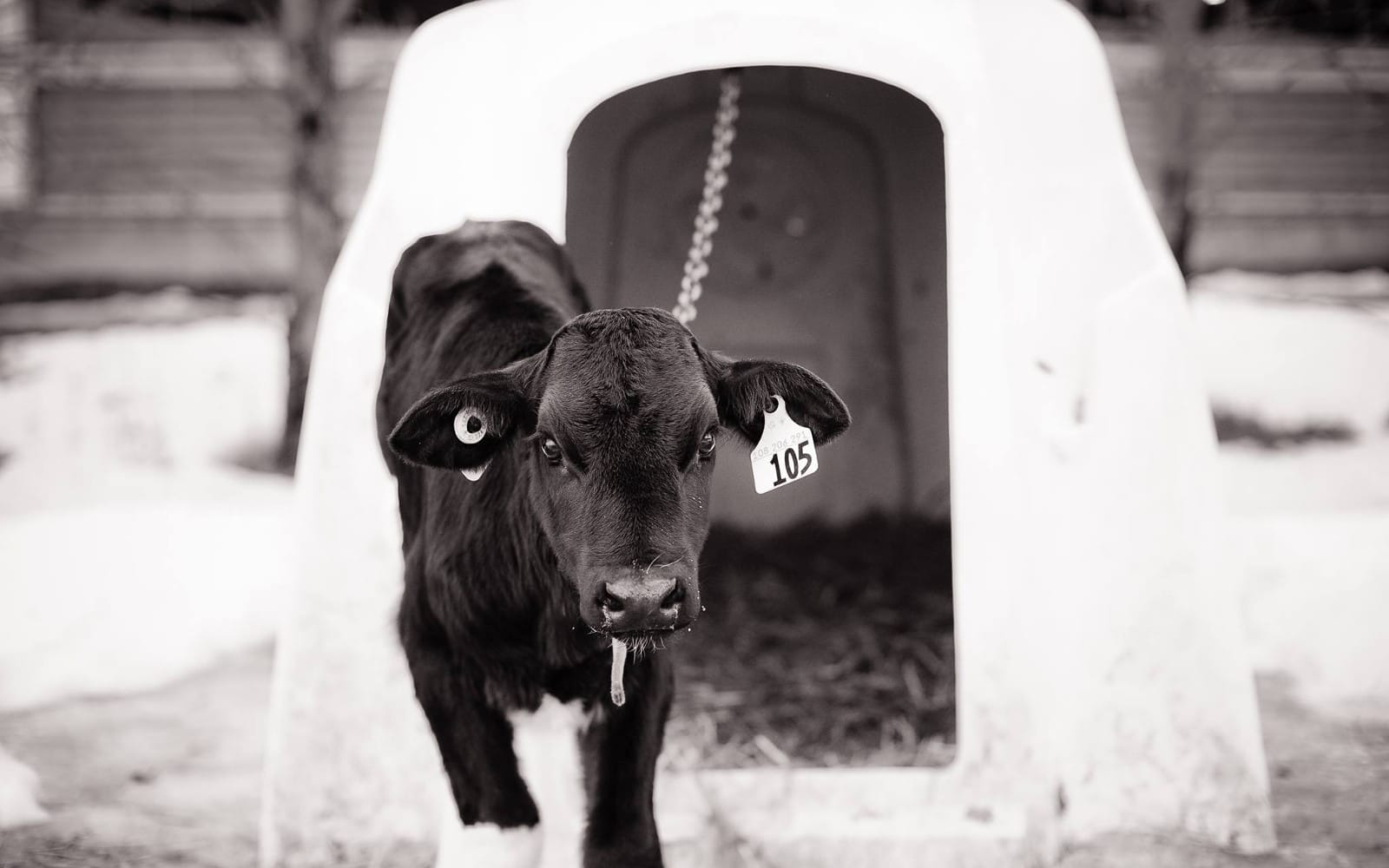 Sad Calf